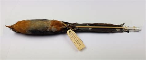 6 Bird Specimens Society For The History Of Natural History