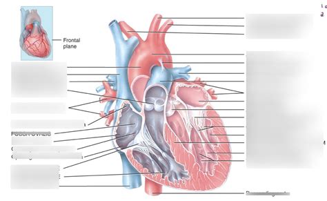Diagram Of Biol 152 The Heart Quizlet