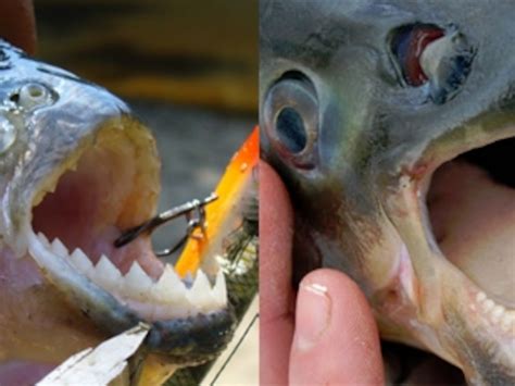 Piranhas Bite