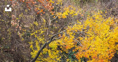 낮 동안 수역 근처의 노란색과 녹색 잎 나무 사진 Unsplash의 무료 물 이미지
