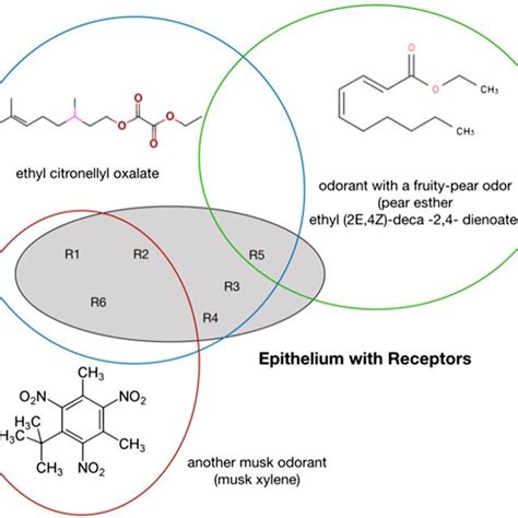 Simplified Olfactory Pathway Odorants Travel Up The Nasal Cavity To