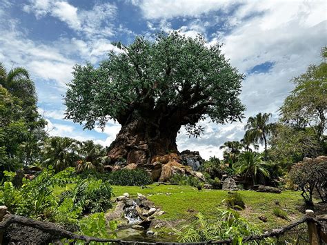 The Tree Of Life Disneys Animal Kingdom Theme Park