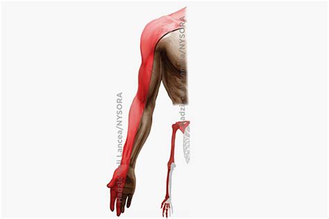 [41 ] 4ulnar Nerve Block Cpt Code Cpt Code For Digital Block Finger