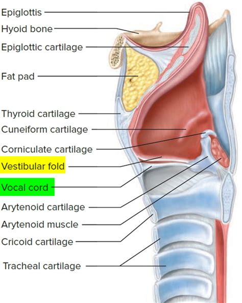 Pharynx Anatomy And Function In Respiratory System