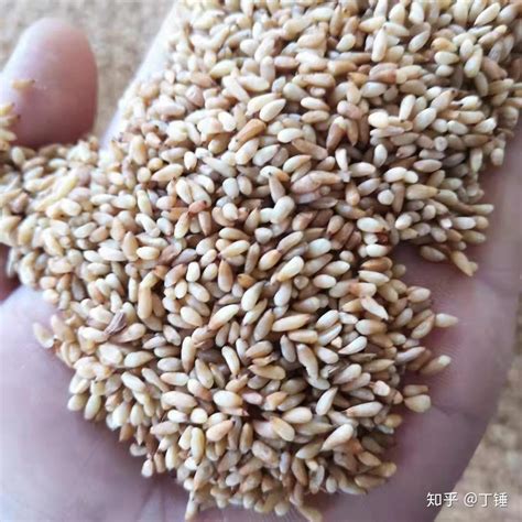 重磅！柏子仁知多少？ 知乎