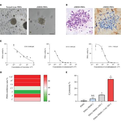 The Drug Sensitivity Test Of Pdos A Representative Bright Field