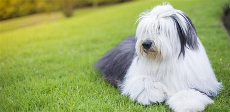 Perro Bobtail Su Historia Caracteristicas Y Mas Ven Y Conocelo