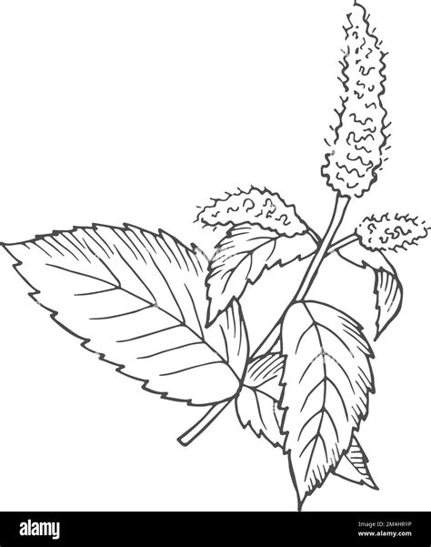 Mint Sketch Botanical Drawing Hand Drawn Plant Stock Vector Image