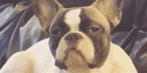 When I Attend My First Meeting Of The Year The Coding Love Programmer Humor S Memes Jokes