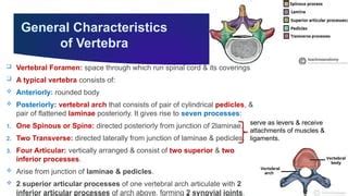 Spinal Cord And Vertebral Canal By Dr Rabia Inam Gandaporepptx