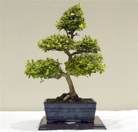 June Tree Of The Month Swindon District Bonsai