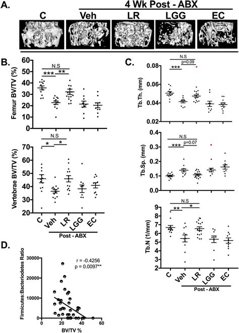 Lactobacillus Reuteri Prevents Bone Loss Following Antibiotic Abx