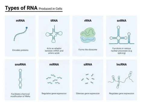 8 Types Of Rna And Their Functions
