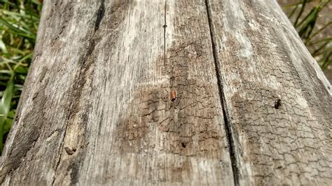 Tree Ant Plant Free Photo On Pixabay Pixabay