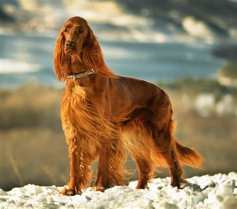 Irish Setter Adoption In Beachwood Oh Irish Setter Puppies For Sale In Beachwood Oh
