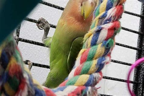 Juvenile Peach Faced Love Bird Sex Unknown