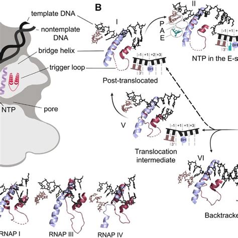 The Structure And The Catalytic Cycle Of Multisubunit Rnaps A The Download Scientific