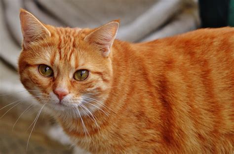 1680x1050 Wallpaper Orange Tabby Cat Peakpx