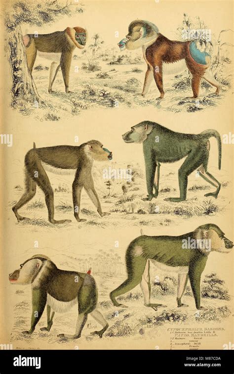 The Edinburgh Journal Of Natural History And Physical Sciences 1835
