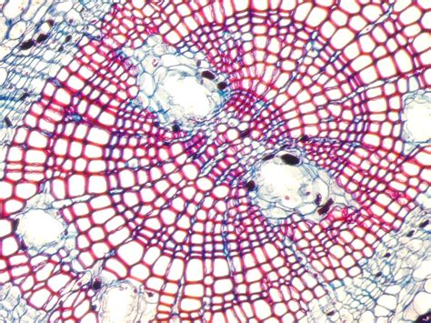 Nikon Eclipse Te2000 S Inverted Brightfield Phase Contrast Microscope