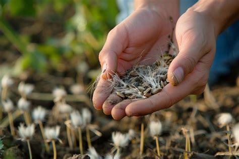 Analyzing Plant Seed Dispersal Methods Ar Generative Ai Premium Ai