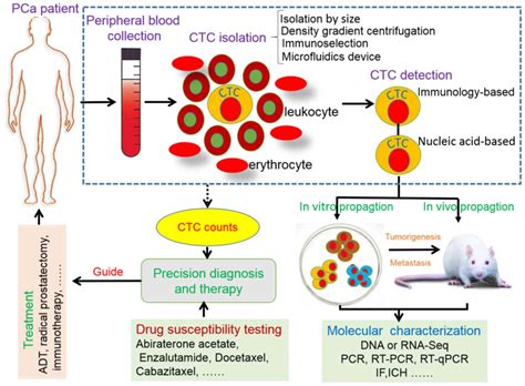 Circulating Tumor Cells In Prostate Cancer Precision Diagnosis And