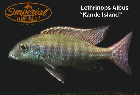 Kande Island Lethrinops Albus Imperial Tropicals