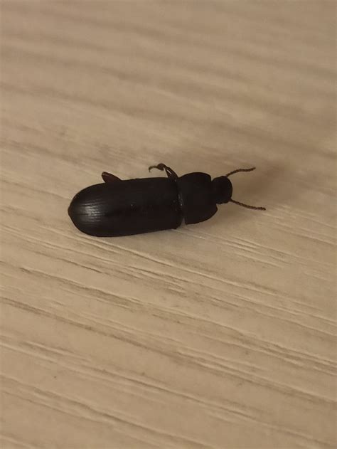 Жуки в квартире Пикабу