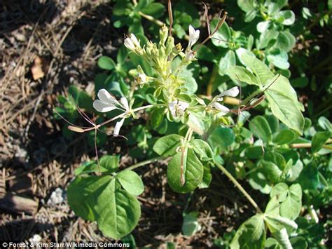 African Vegetable Plants