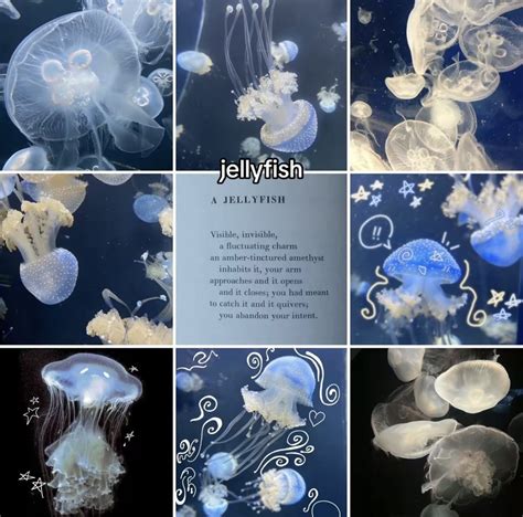 Pin By Jenny Alfonso On Myths And Species Types Of Jellyfish