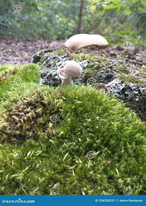 Outside Mushrooms Grass Stock Image Image Of Branch 254250337