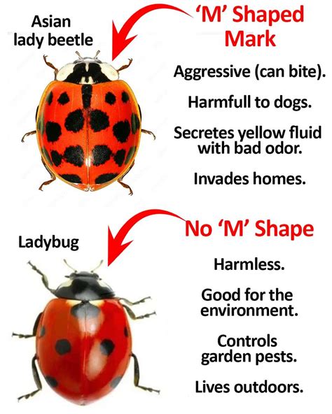 Why Ladybugs Are The Secret Weapon Your Garden Needs