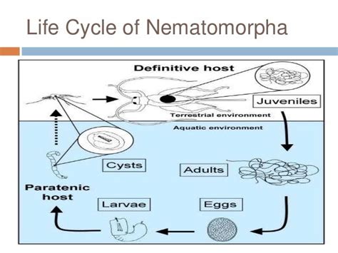 Phylum Nematomorpha