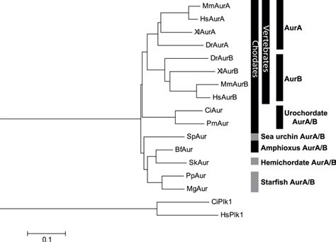 Phylogenetic Tree Constructed Using Clustalw In Bioedit To Align The Download Scientific