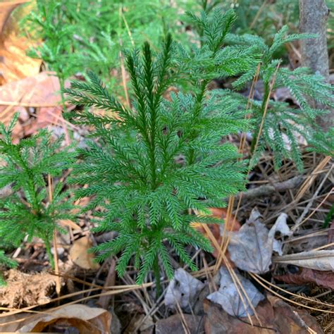 Princess Pine Middle Way Nature Reserve