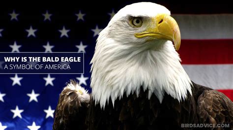 Why Is The Bald Eagle A Symbol Of America Birds Advice
