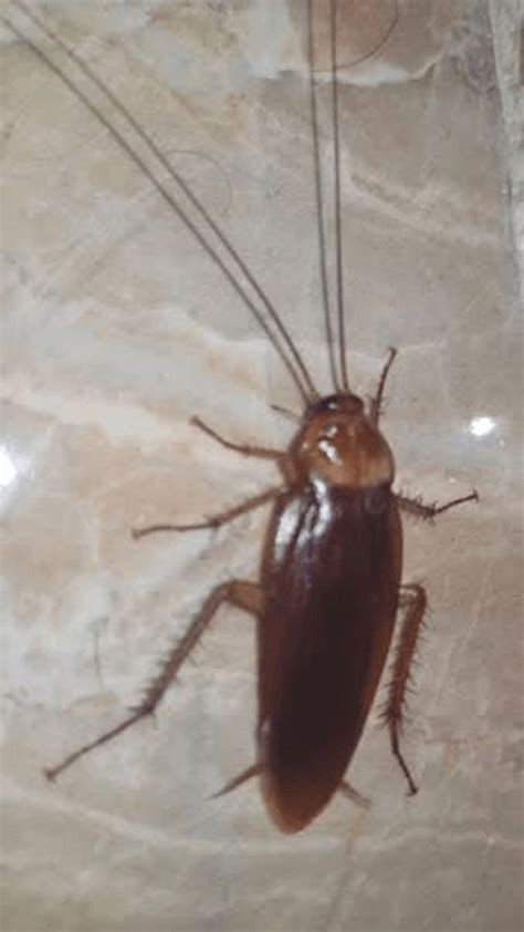 5 German Cockroach Cockroach On Floor Stock Video Footage 4k And Hd