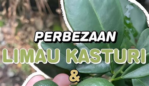 Limau Nipis Atau Limau Kasturi Cikcappuccinolatte