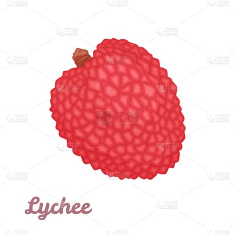 卡通扁平化设计矢量绘画插图荔枝水果分离着色热带水果白色背景素食