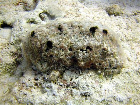 Tectitethya Crypta Alchetron The Free Social Encyclopedia