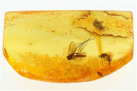 Two Fossil Scuttle Flies And A Fungus Gnat In Baltic Amber 284563