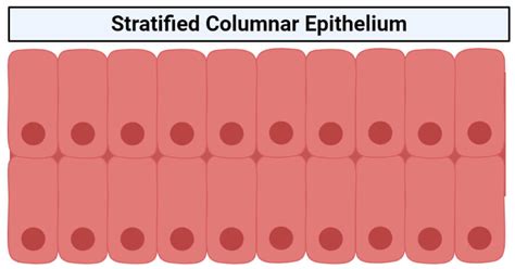 Stratified Columnar Epithelium Diagram 1024x430