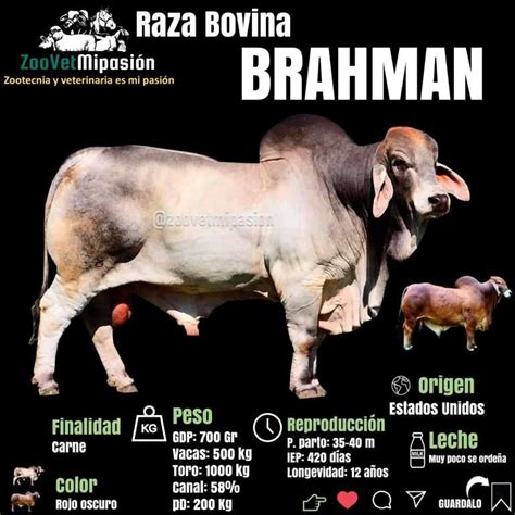 Raza De Ganado Brahman 【informacion Actualizada 2020】