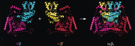 Assembly Of The Human Bckd 2 2 Heterotetramer From Heterodimers At The Download Scientific
