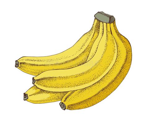 Banana Bunch Stock Illustrations 11 538 Banana Bunch Stock