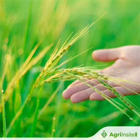 Mutant Rice Strain Developed Agriinsite