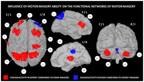 Frontiers Experts Bodies Experts Minds How Physical And Mental Training Shape The Brain