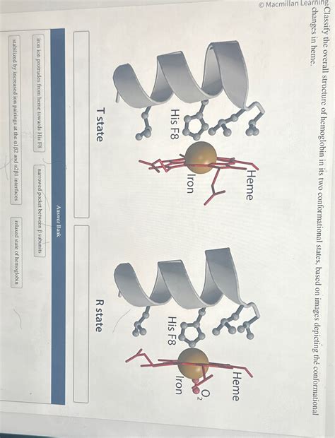 Solved An Classify The Overall Structure Of Hemoglobin In