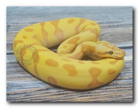 Hypo Coral Glow Super Enchi Leopard Ball Python By Stewart Reptiles
