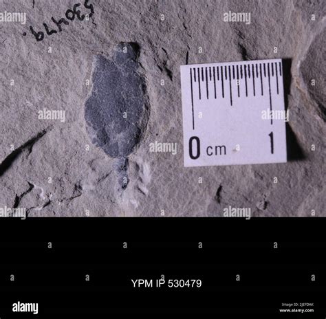 Castericystis Vali Ubaghs Robison Stock Photo Alamy